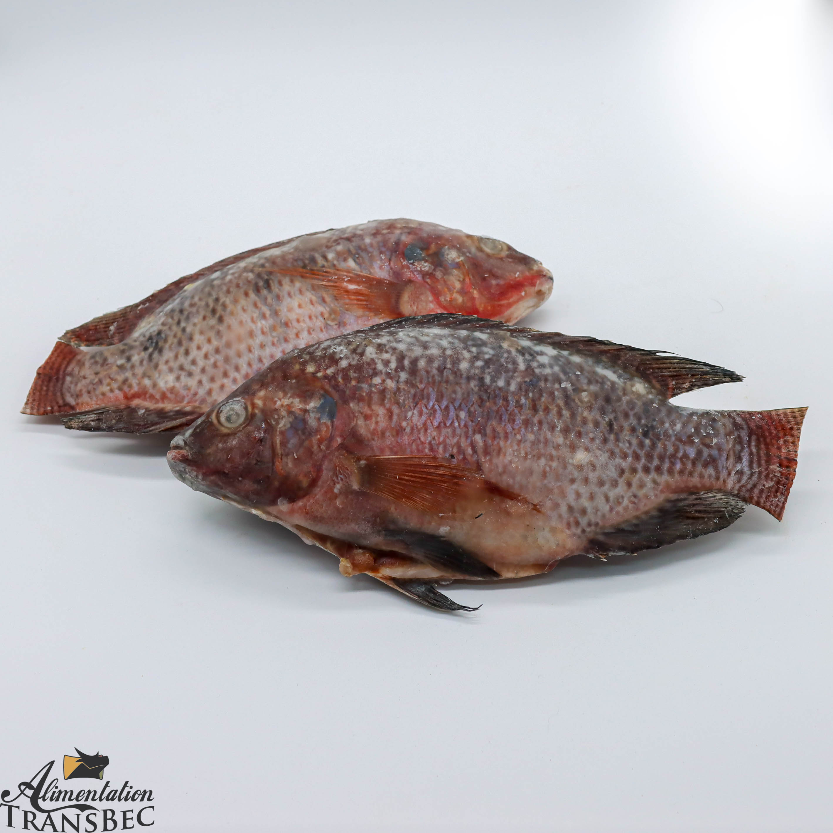 Poisson | Alimentation Transbec