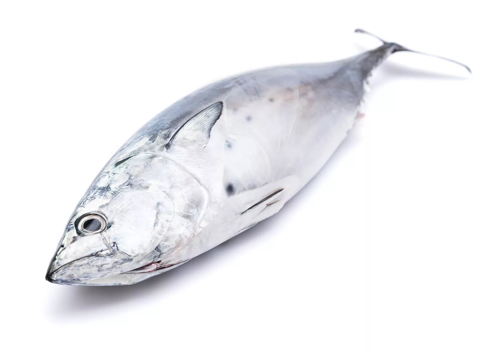 Poisson Thon | Alimentation Transbec